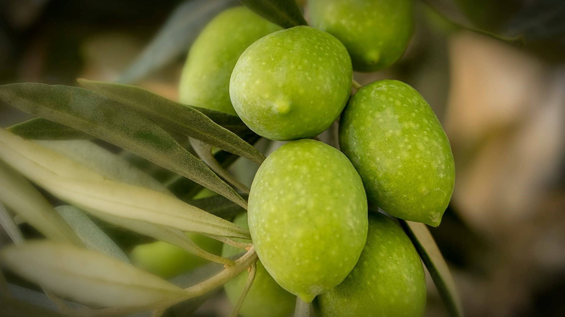 Genotype Plays Key Role in Fatty Acid Content of Virgin Olive Oil ...